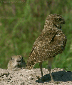 Prairie Dog Owl GIF by Head Like an Orange - Find & Share on GIPHY