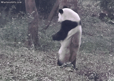 Panda GIF - Find & Share on GIPHY