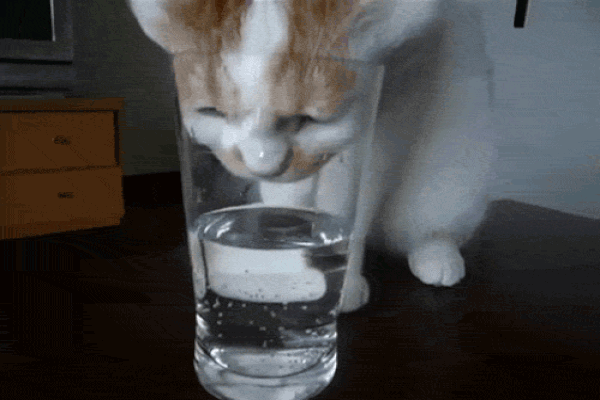 Do Not Resize Find And Share On Giphy