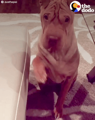 Tapping Shar Pei GIF by The Dodo - Find & Share on GIPHY