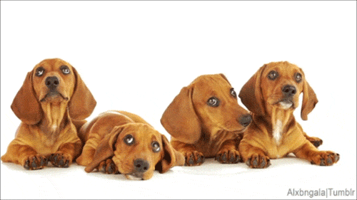 Yawning Dog Gifs Find Share On Giphy