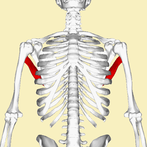 Muscle GIF - Find & Share on GIPHY