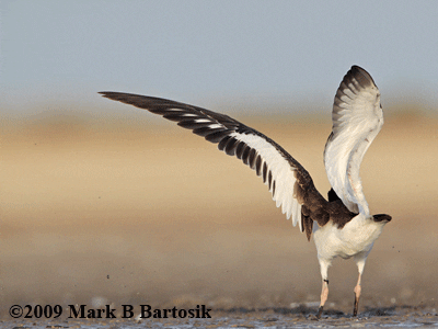 Pelican GIF - Find & Share on GIPHY