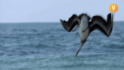 Head First Falling GIF by CuriosityStream - Find & Share on GIPHY