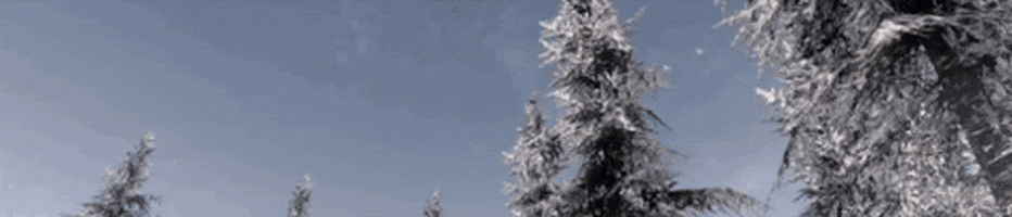 Forest GIFs - Get the best GIF on GIPHY