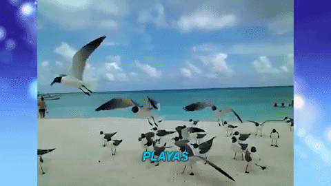 Playas GIFs - Find & Share on GIPHY