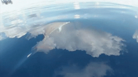 Sky GIF - Find & Share on GIPHY