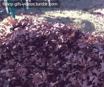 Dog Leaves GIF - Find & Share on GIPHY