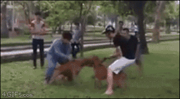 Dog Fight GIF - Find & Share on GIPHY