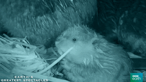 Natural History Wildlife GIF by BBC Earth - Find & Share on GIPHY