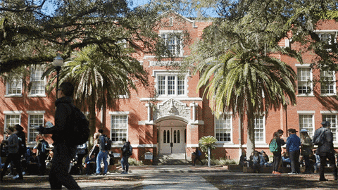 Palm Trees Uf GIF by University of Florida - Find & Share on GIPHY