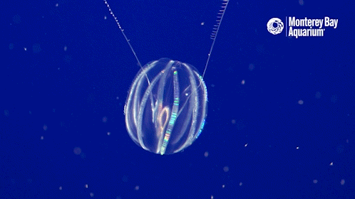 Comb Jellies Jellyfish GIF by Monterey Bay Aquarium - Find & Share on GIPHY