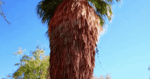 California Fan Palm La Trees GIF by alixmcalpine - Find & Share on GIPHY