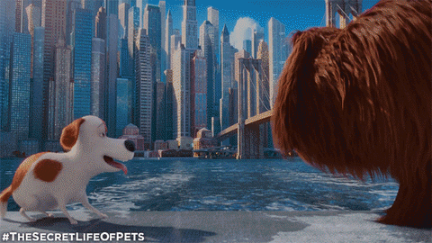 GIF by The Secret Life Of Pets - Find & Share on GIPHY