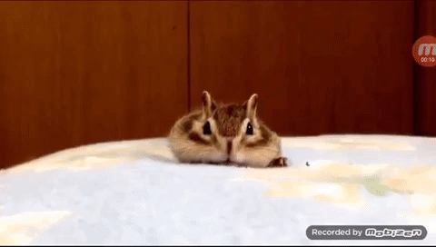 This Rescued Chipmunk Discovering Fresh Sheets Is Everything | Cuteness