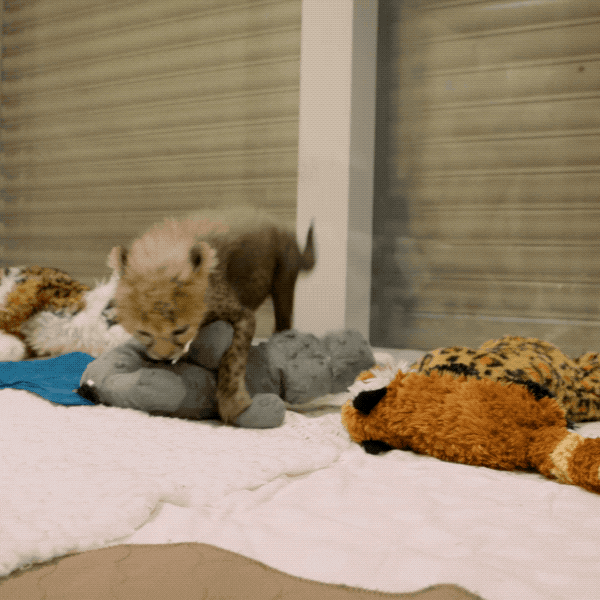 Happy Baby Animals GIF by San Diego Zoo - Find & Share on GIPHY