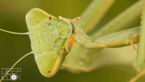 Praying Mantis What GIF by PBS Digital Studios - Find & Share on GIPHY
