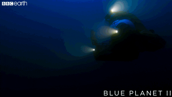 Deep Sea GIFs - Find & Share on GIPHY
