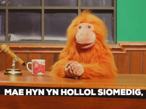 Teledu Gareth GIF by Carw Piws - Find & Share on GIPHY