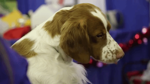 Westminster Dog Show 2018 GIF by Westminster Kennel Club - Find & Share ...