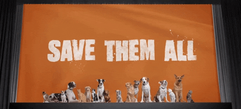 Help Best Friends Find Homes For 10,000 Shelter Pets By July Fourth ...