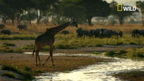 Savage Kingdom Big Cat Week GIF by Nat Geo Wild - Find & Share on GIPHY