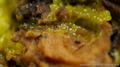 Slime Molds Video GIF by KQEDScience - Find & Share on GIPHY