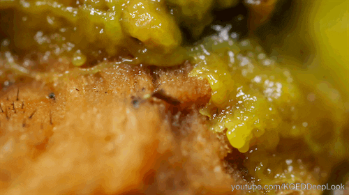 Slime Molds Video GIF by KQEDScience - Find & Share on GIPHY