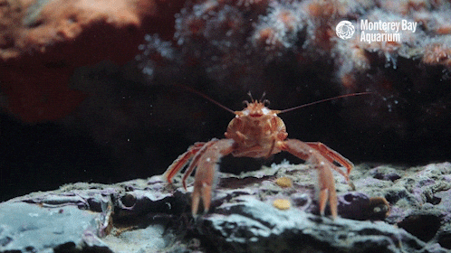 Red Crab GIF by Monterey Bay Aquarium - Find & Share on GIPHY