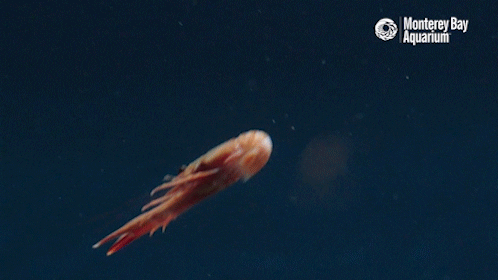 Flee Red Crab GIF by Monterey Bay Aquarium - Find & Share on GIPHY