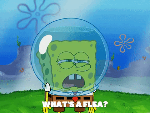 Season 5 Episode 10 GIF by SpongeBob SquarePants - Find & Share on GIPHY