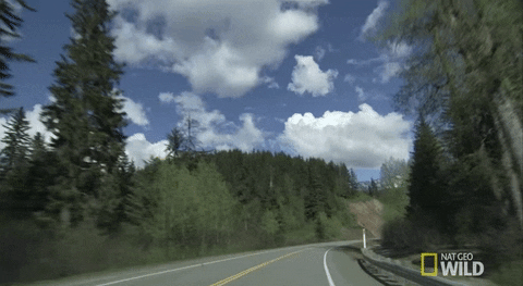 Nat Geo Wild Yukon Vet GIF by Dr. Oakley, Yukon Vet - Find & Share on GIPHY
