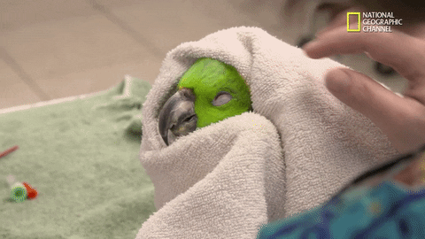 Nat Geo Wild Bird GIF by Dr. K's Exotic Animal ER - Find & Share on GIPHY