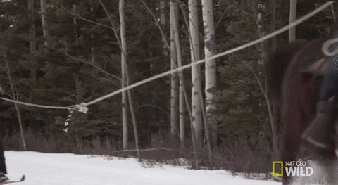 Nat Geo Wild Yukon Vet GIF by Dr. Oakley, Yukon Vet - Find & Share on GIPHY