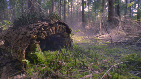 Smoke Forest GIF by Living Stills - Find & Share on GIPHY