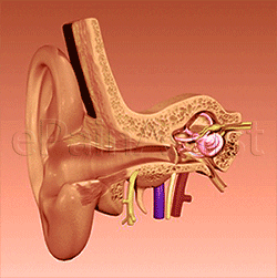 Ear Pain Information Center GIFs - Get the best GIF on GIPHY