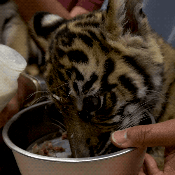 Baby Animals Love GIF by San Diego Zoo - Find & Share on GIPHY