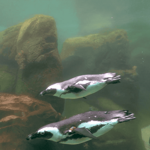 San Diego Zoo Wildlife Alliance GIF - Find & Share on GIPHY
