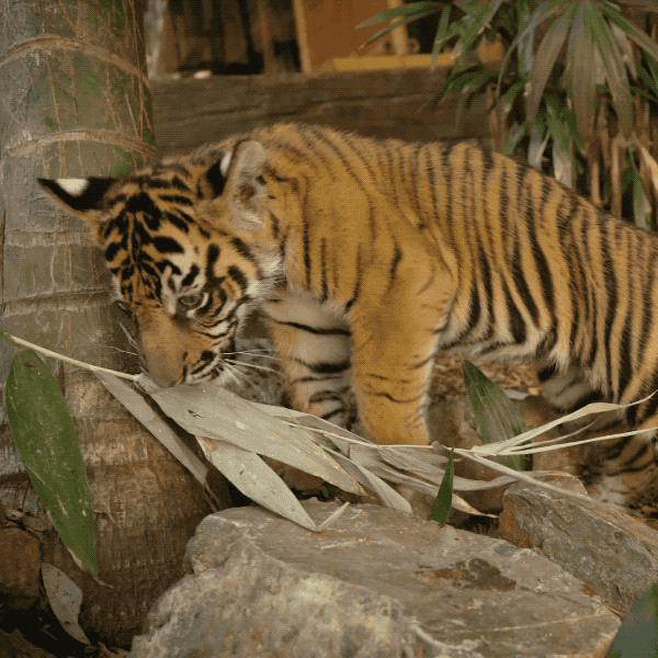 Baby Animals Love GIF by San Diego Zoo - Find & Share on GIPHY