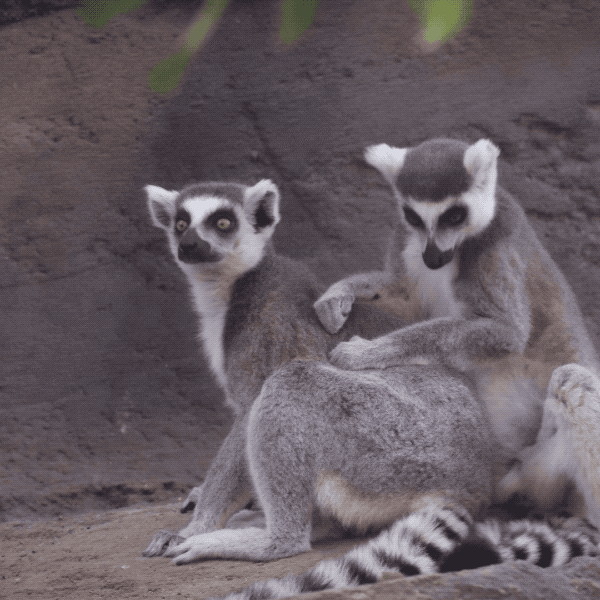 Happy Safari Park GIF by San Diego Zoo - Find & Share on GIPHY