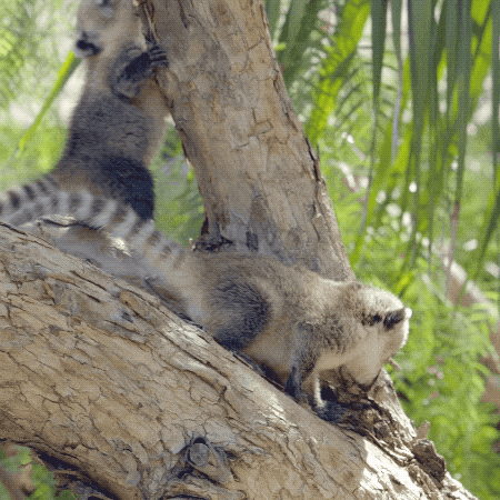 Happy Baby Animals GIF by San Diego Zoo - Find & Share on GIPHY
