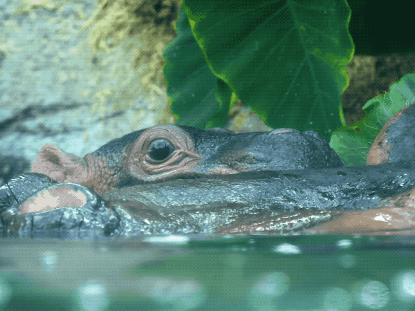 Happy Whats Up GIF by San Diego Zoo Wildlife Alliance - Find & Share on ...
