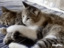 The cutest snuggle : r/aww