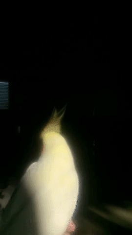 Dramatic Cockatiel : r/gifs