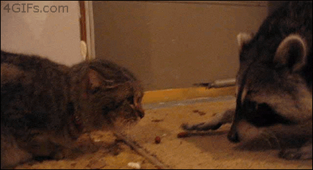 Grey Gardens Cat GIF by Fandor - Find & Share on GIPHY