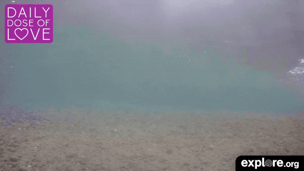 explore.org GIF - Find & Share on GIPHY