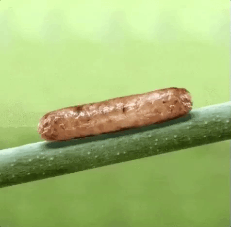 Icky Inchworm GIFs - Find & Share on GIPHY