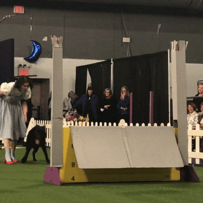 Dog Show Dogs GIF by Westminster Kennel Club - Find & Share on GIPHY