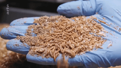 Insects GIF by ARTE - Find & Share on GIPHY