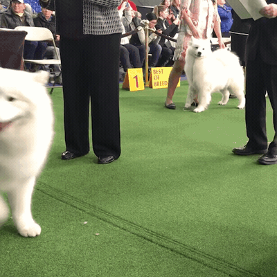 Dog Show Dogs GIF by Westminster Kennel Club - Find & Share on GIPHY